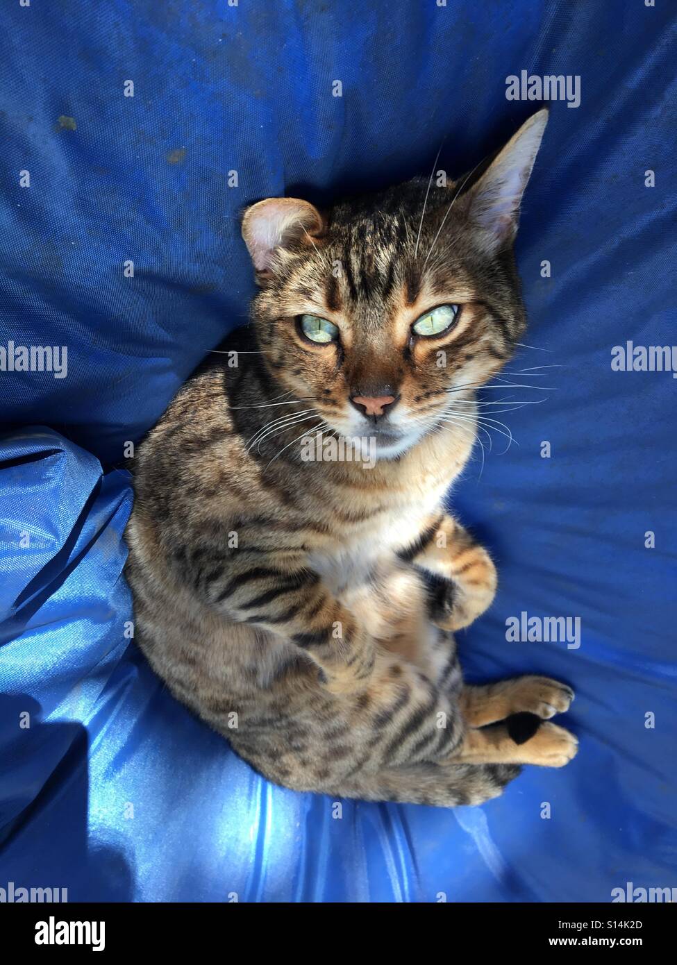 The spotted cat hi-res stock photography and images - Alamy