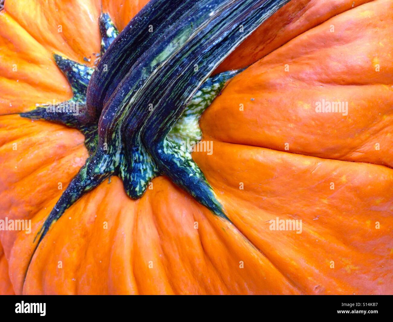 O stem hi-res stock photography and images - Alamy