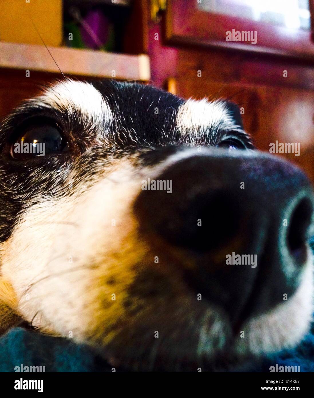 Bruiser the dog hi-res stock photography and images - Alamy