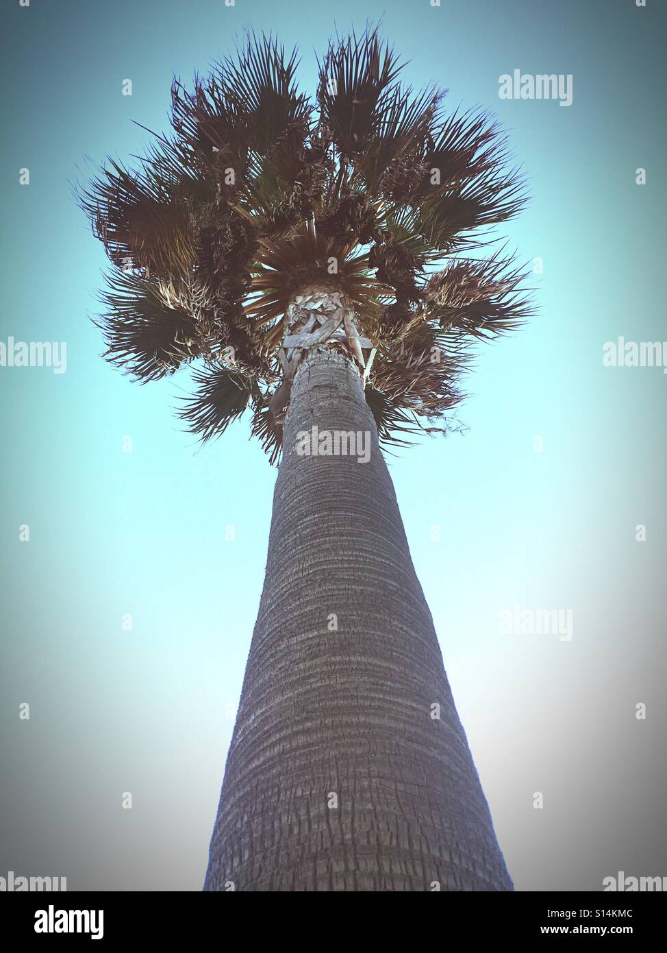 Beautiful tall palm tree up hi-res stock photography and images - Alamy