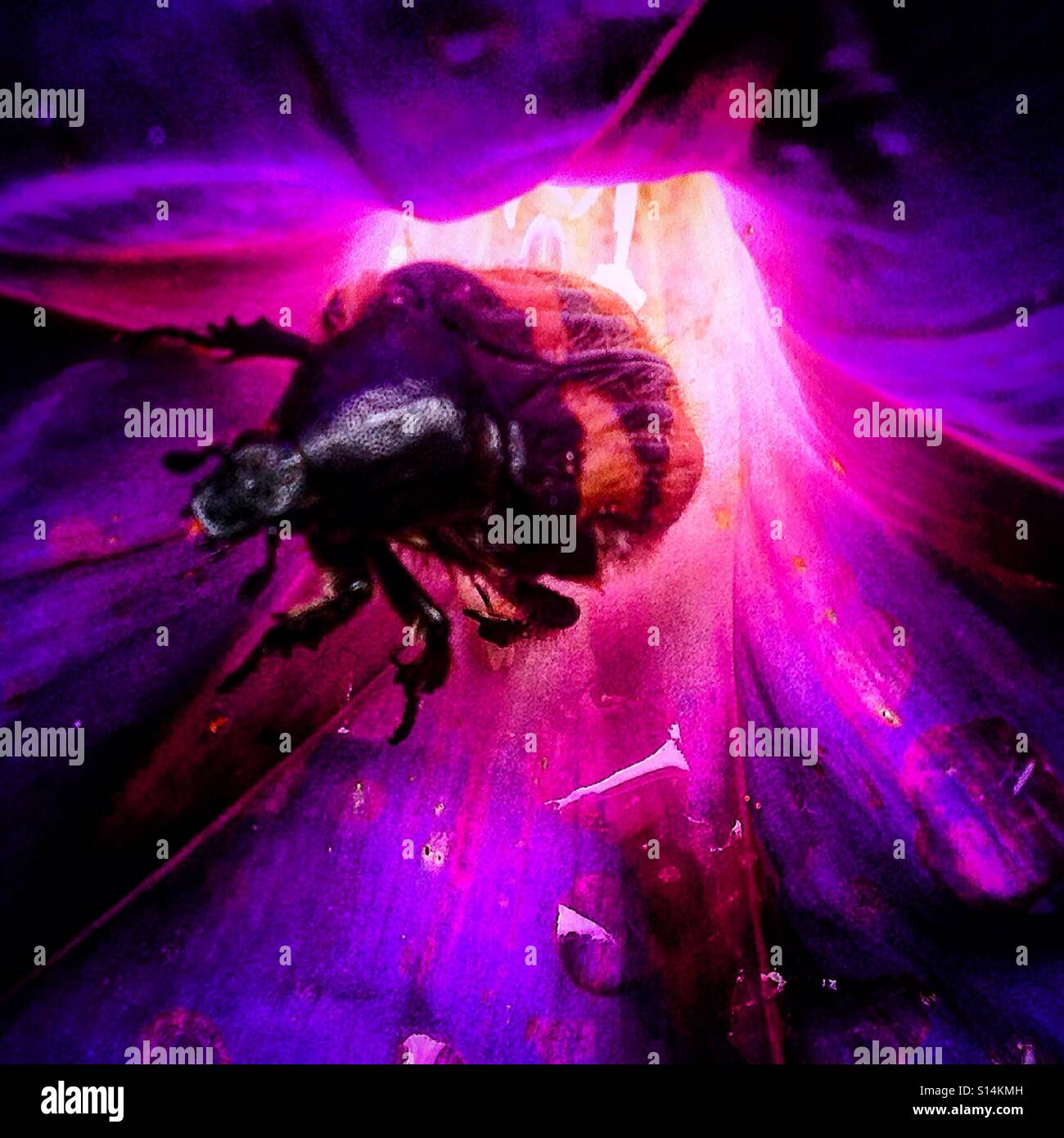 A red beetle walks in a purple flower with a star in Colonia Roma ...