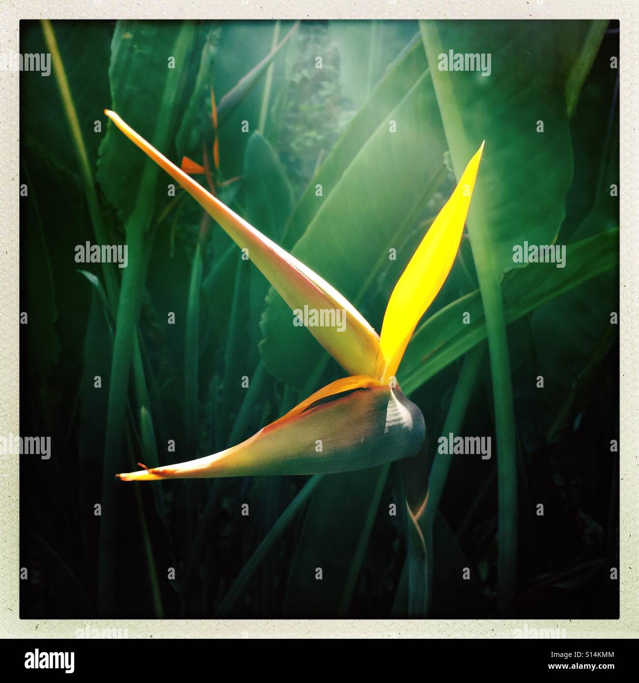 Crane Flower Stock Photos & Crane Flower Stock Images - Alamy