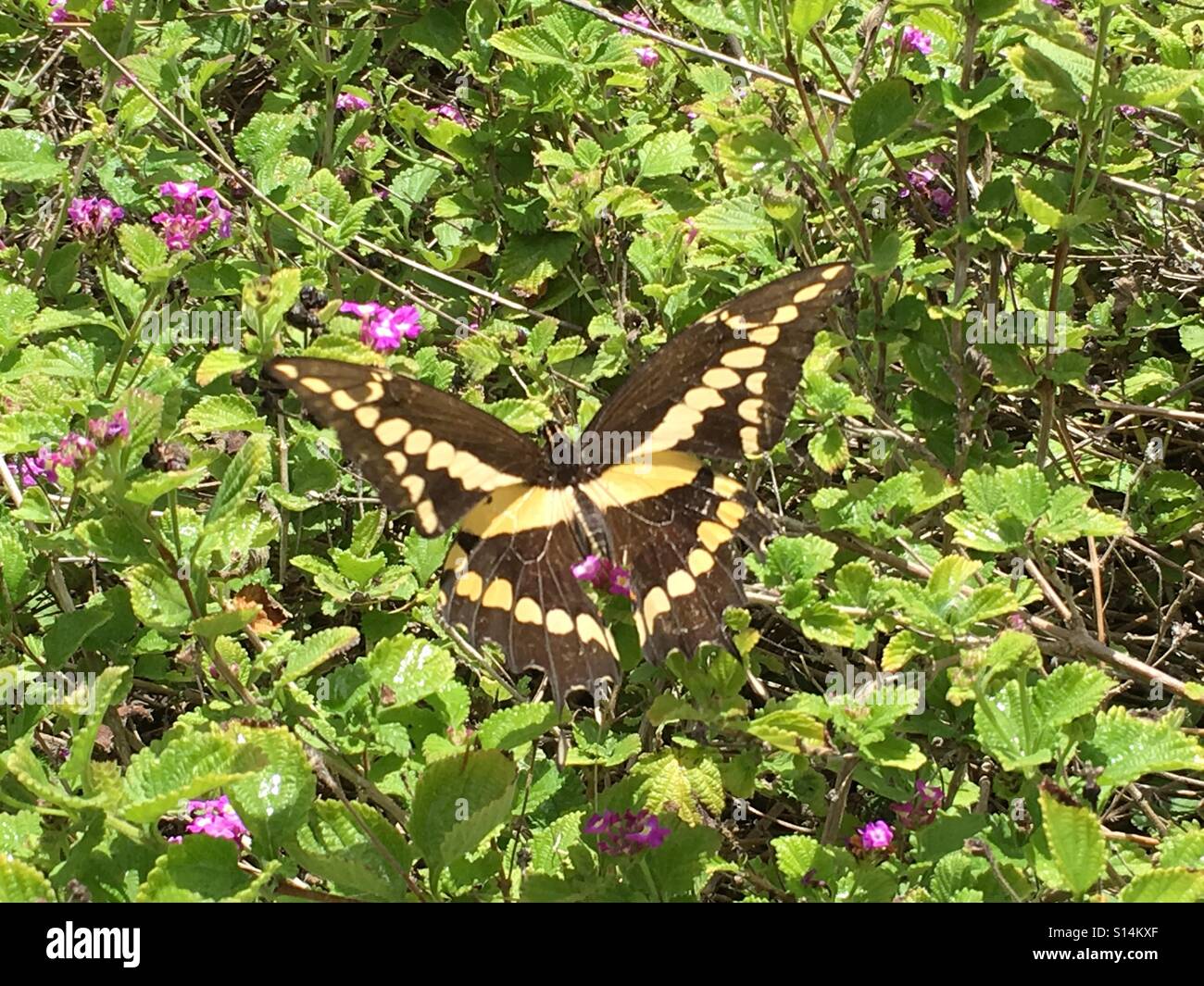 Giant Swallowtail Butterfly Stock Photo - Alamy