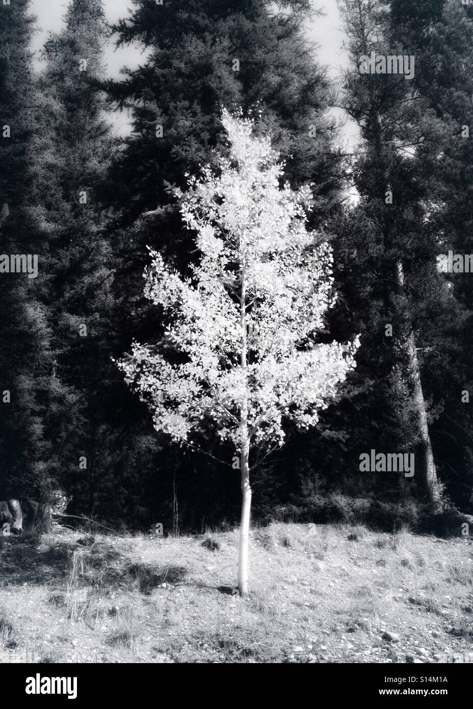 Single black-and-white aspen Stock Photo - Alamy