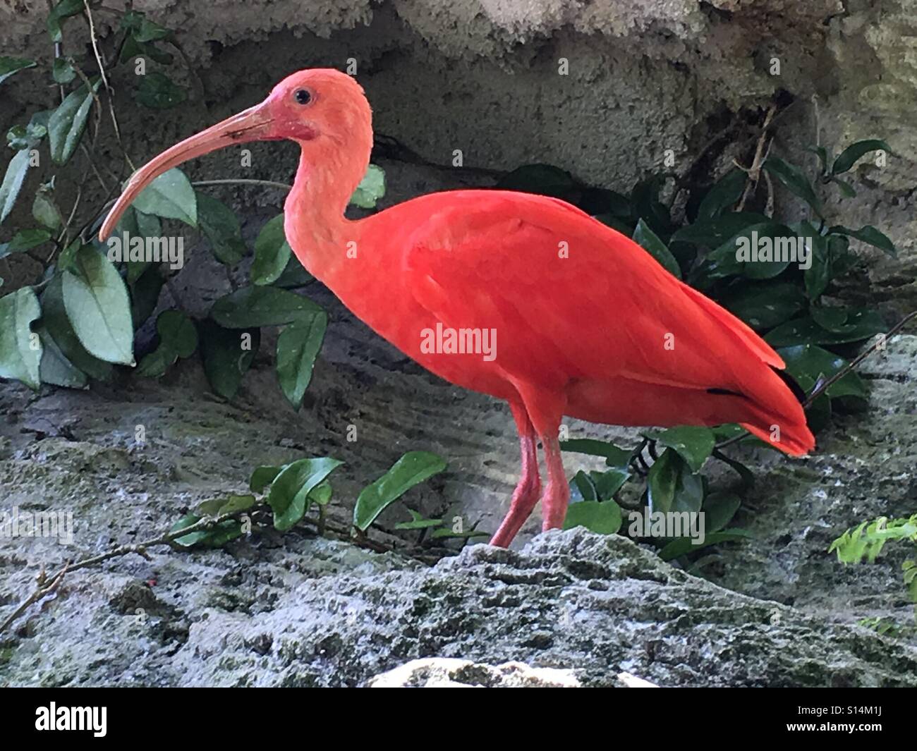 Red bermuda hi-res stock photography and images - Alamy