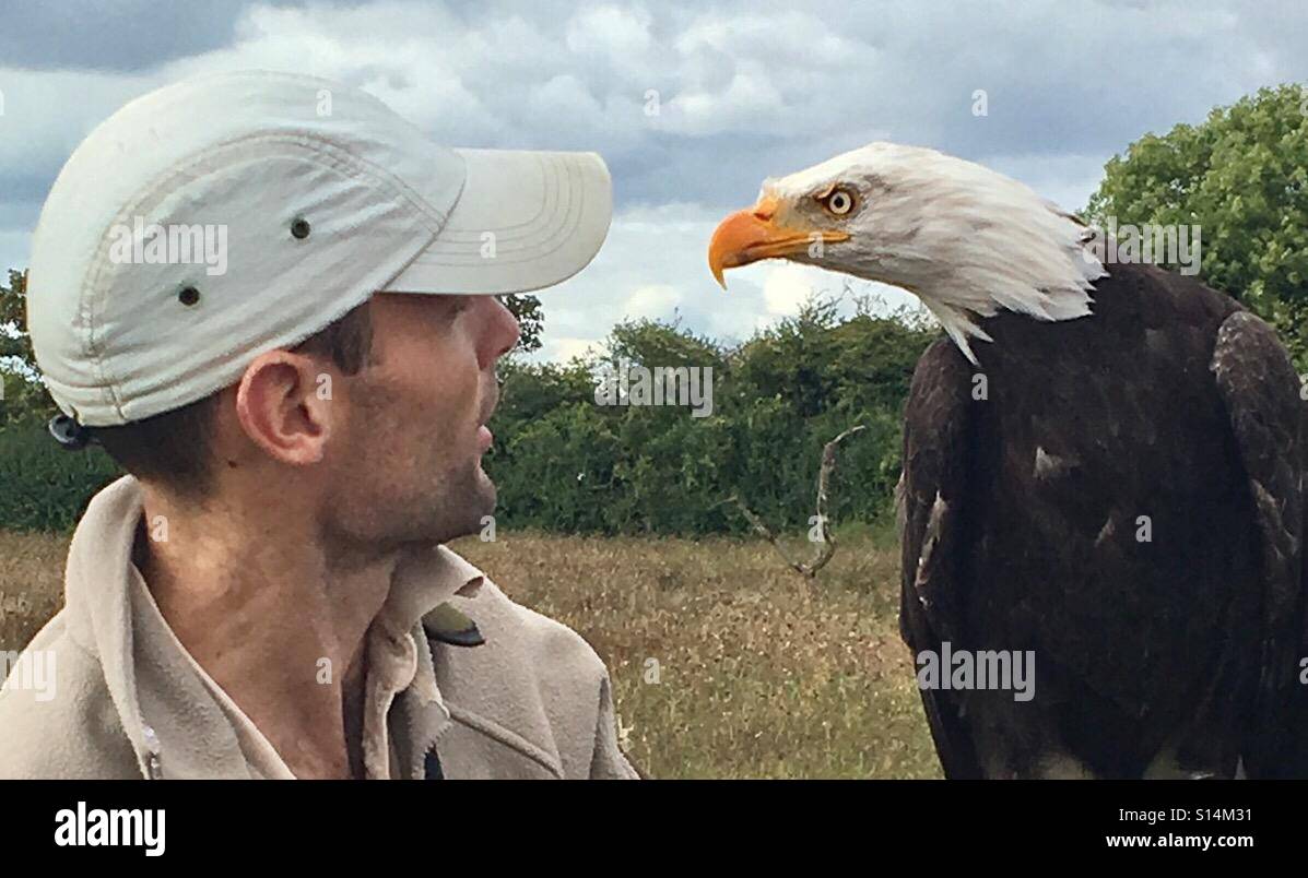 Eye to eye. An American bald eagle with his falconer handler at the ...