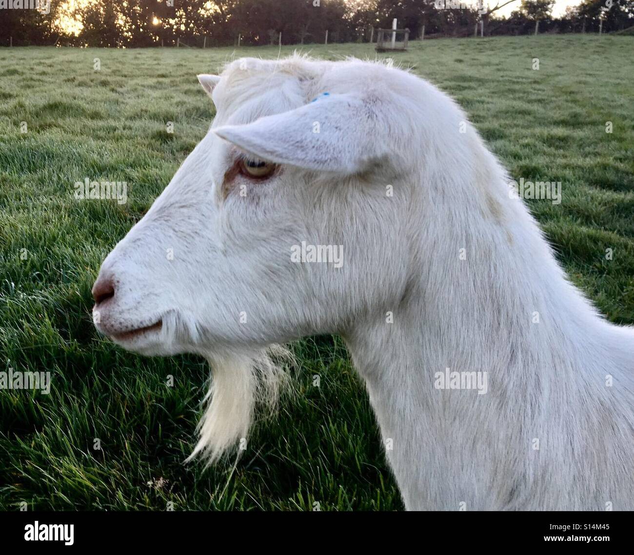 White saanen goat hi-res stock photography and images - Alamy