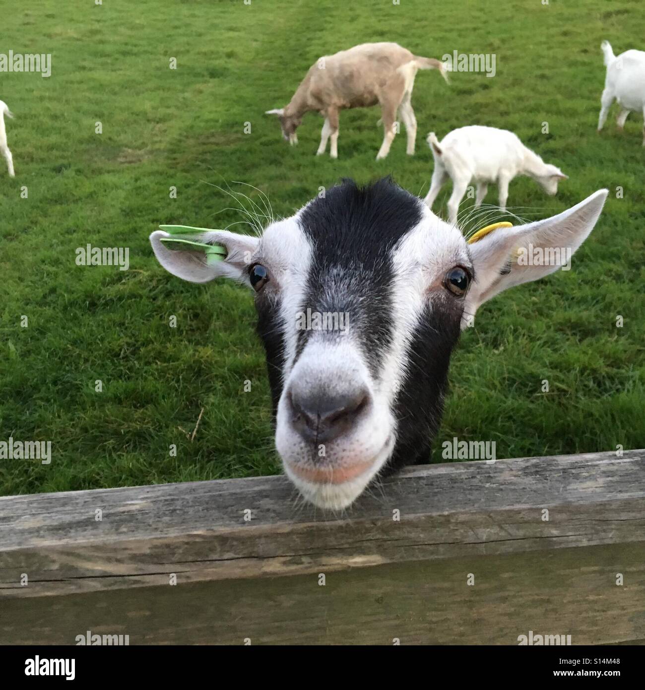 I'm just a little goat but I can see over the gate. Young black and ...