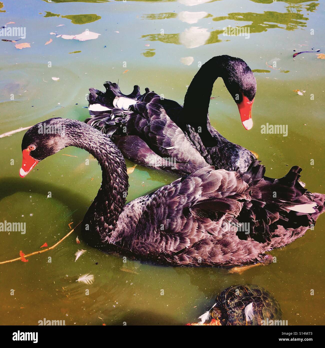 2 Black Swans High Resolution Stock Photography and Images - Alamy