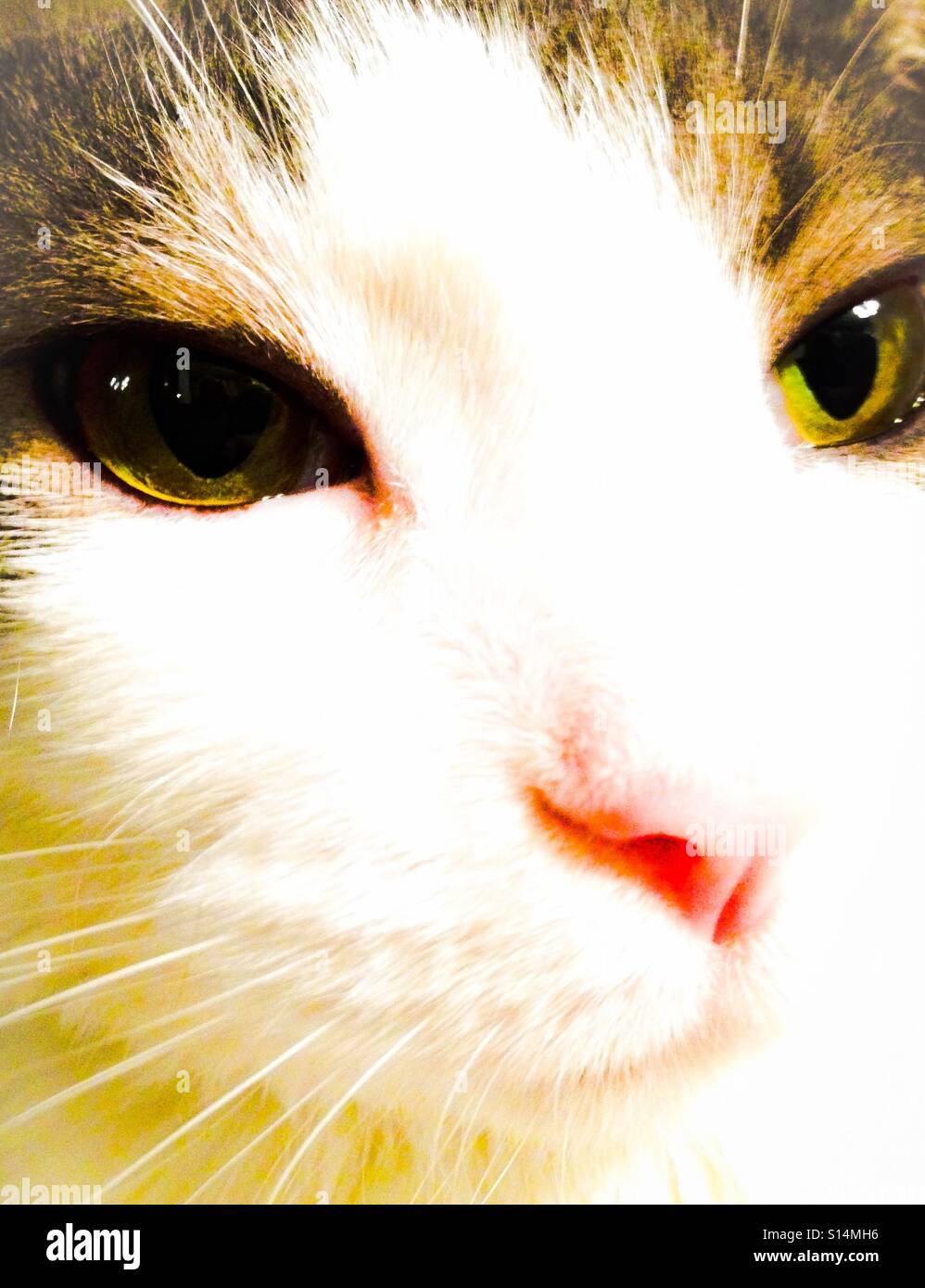 Tabby cat face hi-res stock photography and images - Alamy