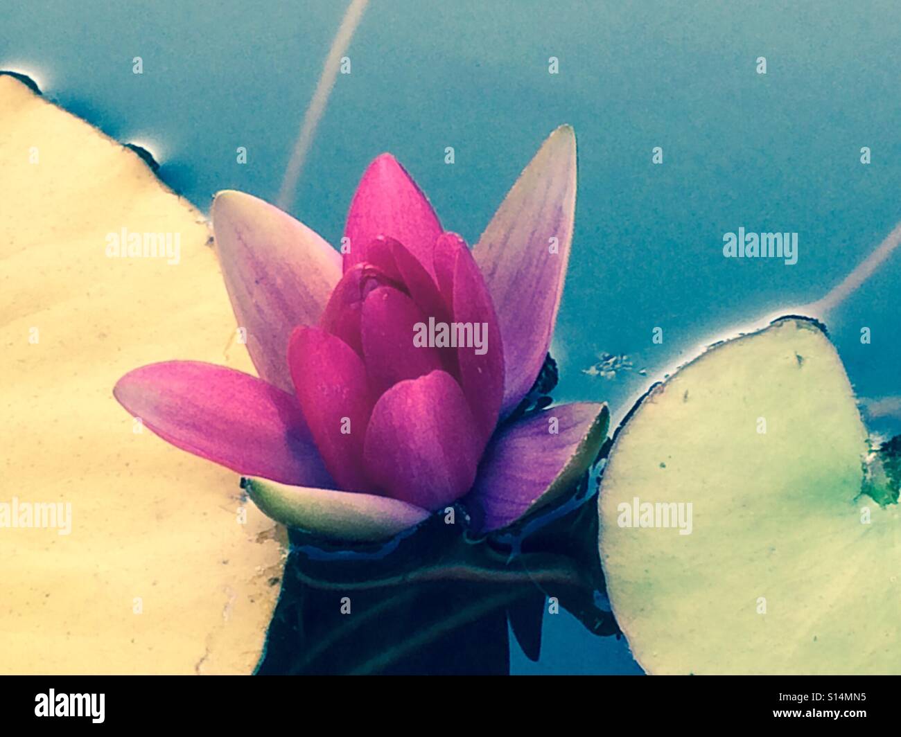 Lily with lily pads hi-res stock photography and images - Alamy