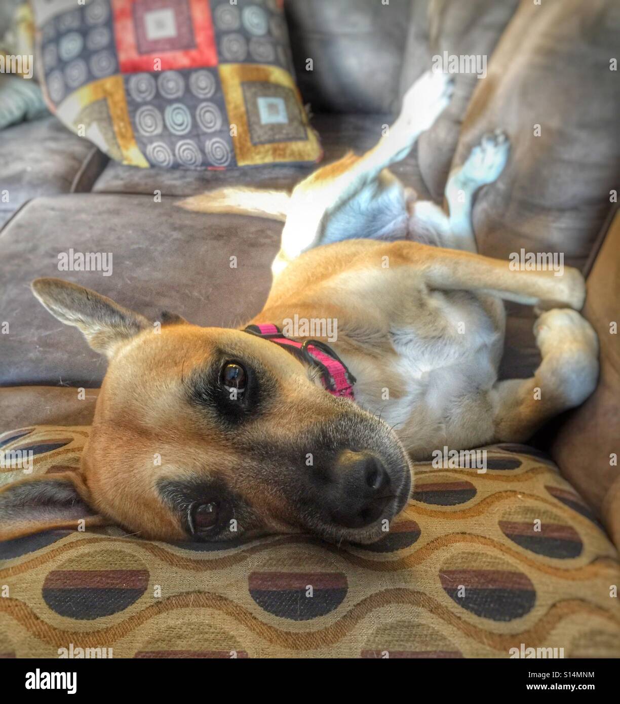 Is Goofy Really A Dog