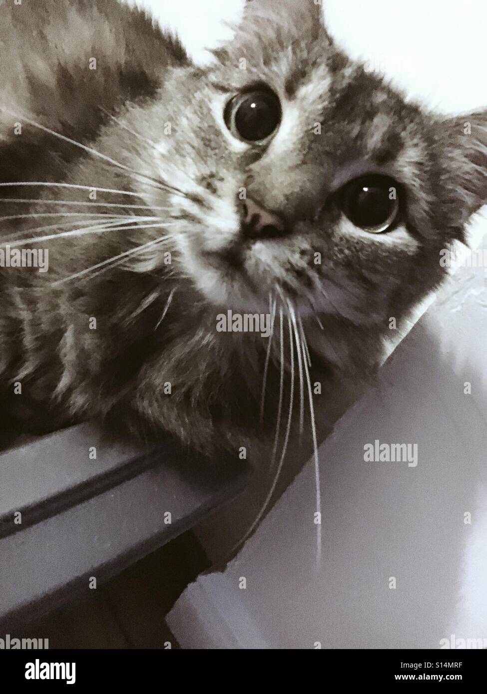 Wide eyed cat Stock Photo - Alamy