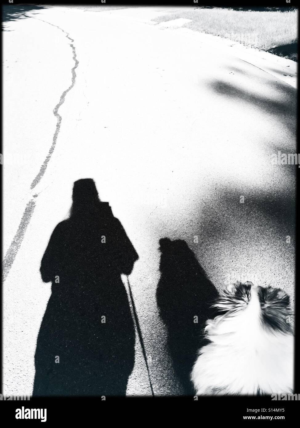 Morning dog walking shadows Stock Photo - Alamy