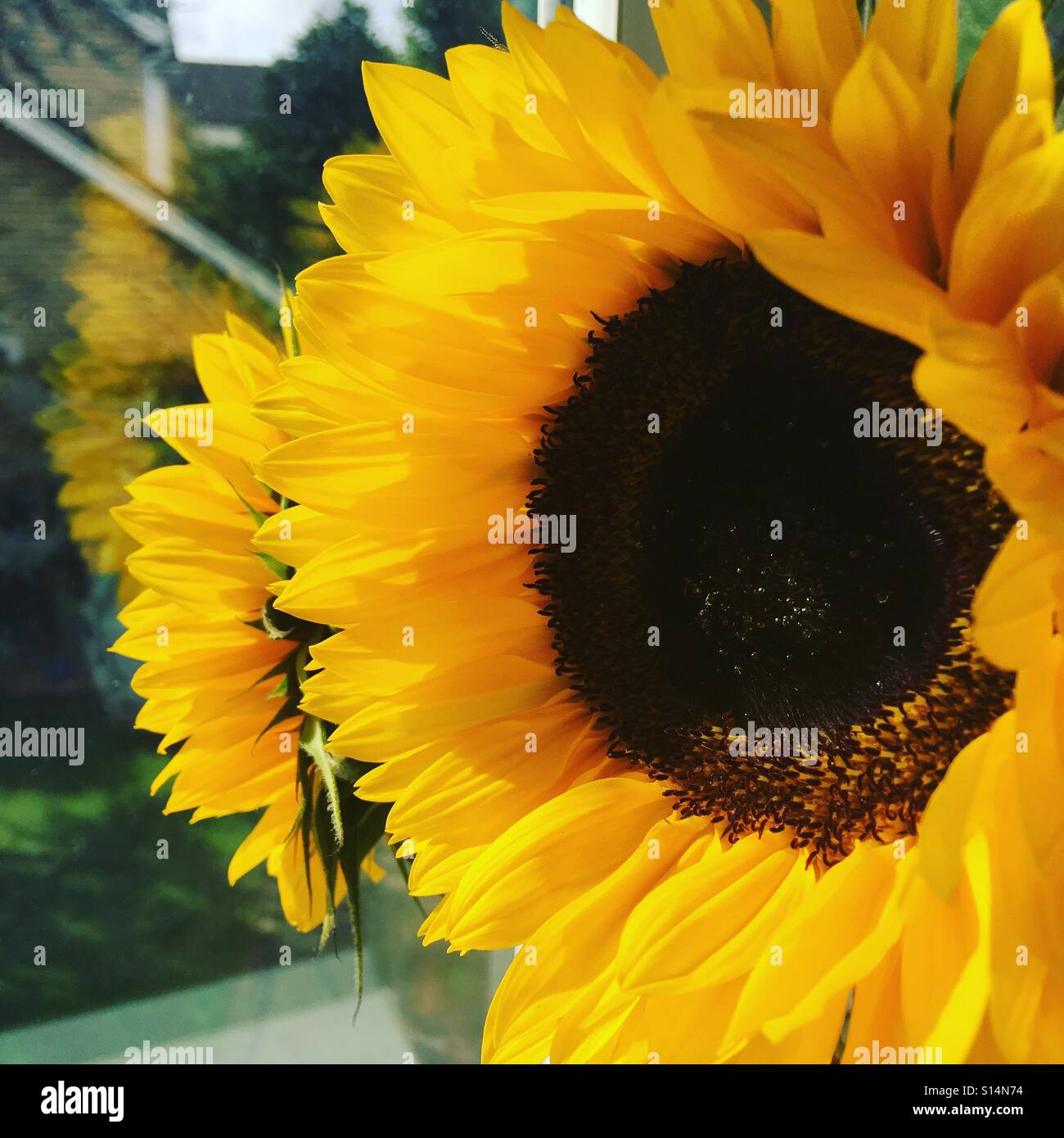 Sunflower window hi-res stock photography and images - Alamy