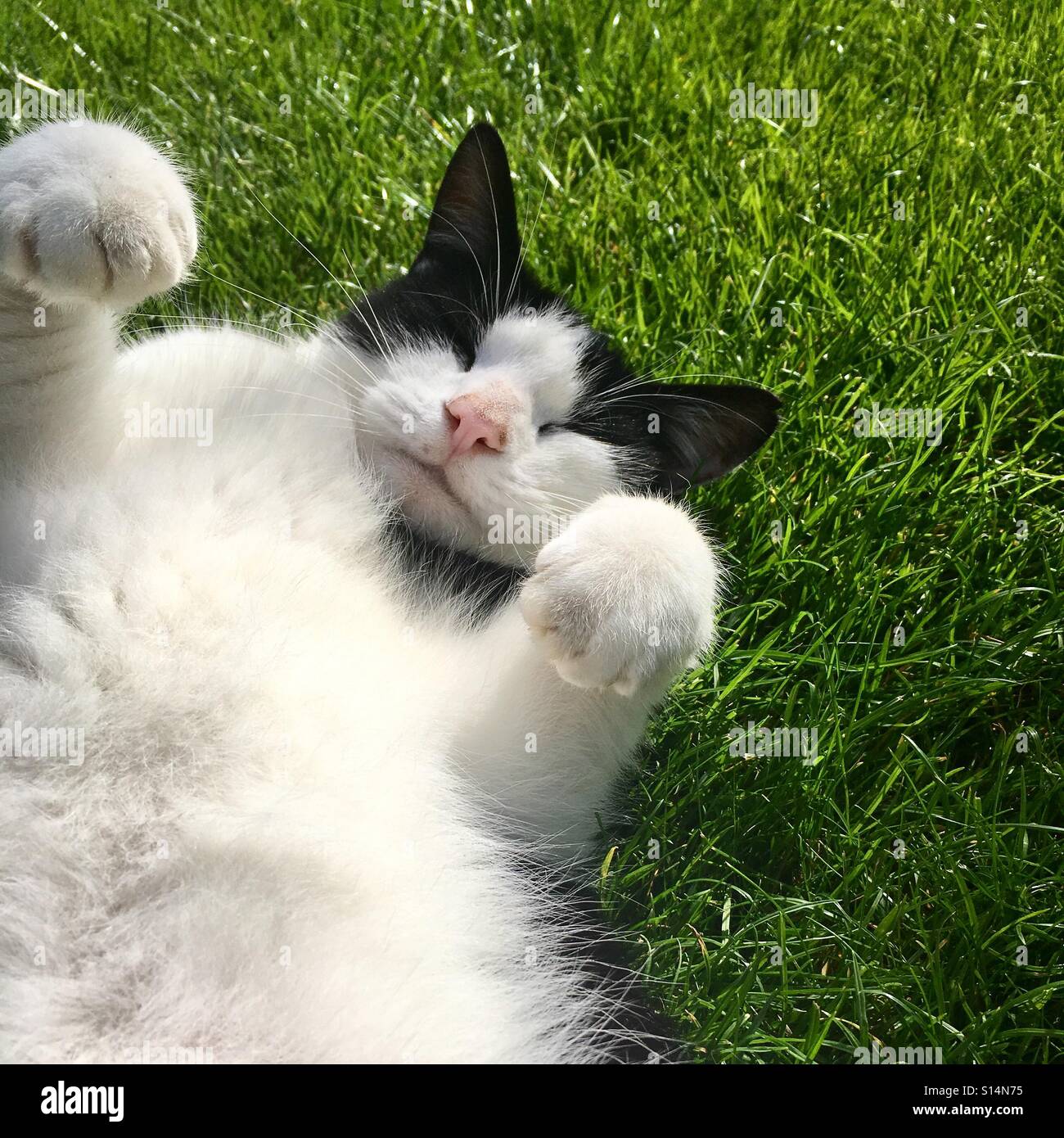 Sun bathing cat hi-res stock photography and images - Alamy