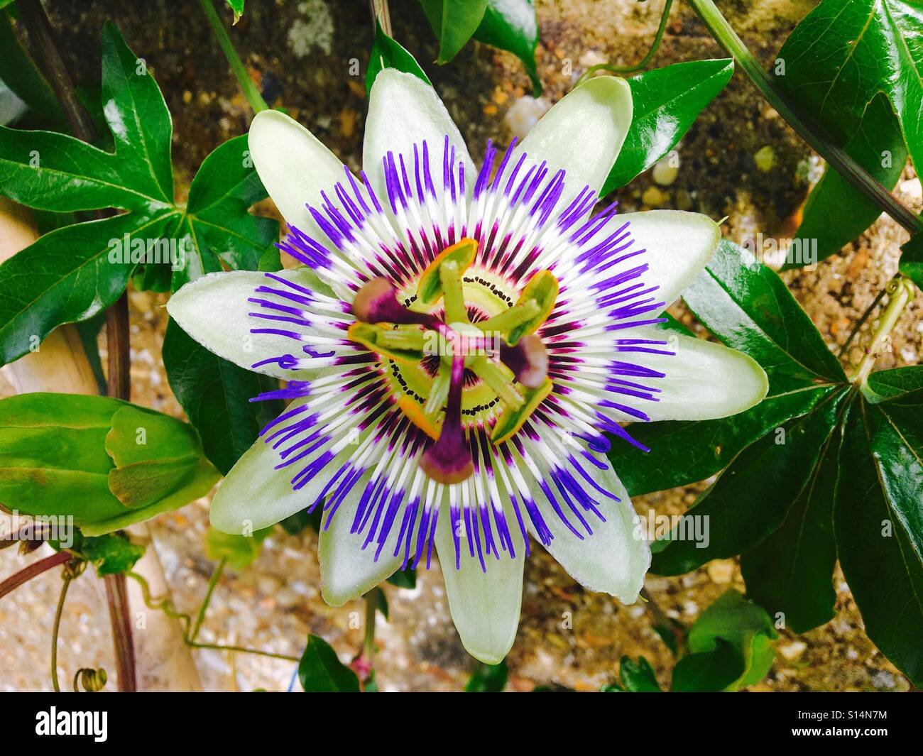 Cross religious nature hi-res stock photography and images - Alamy