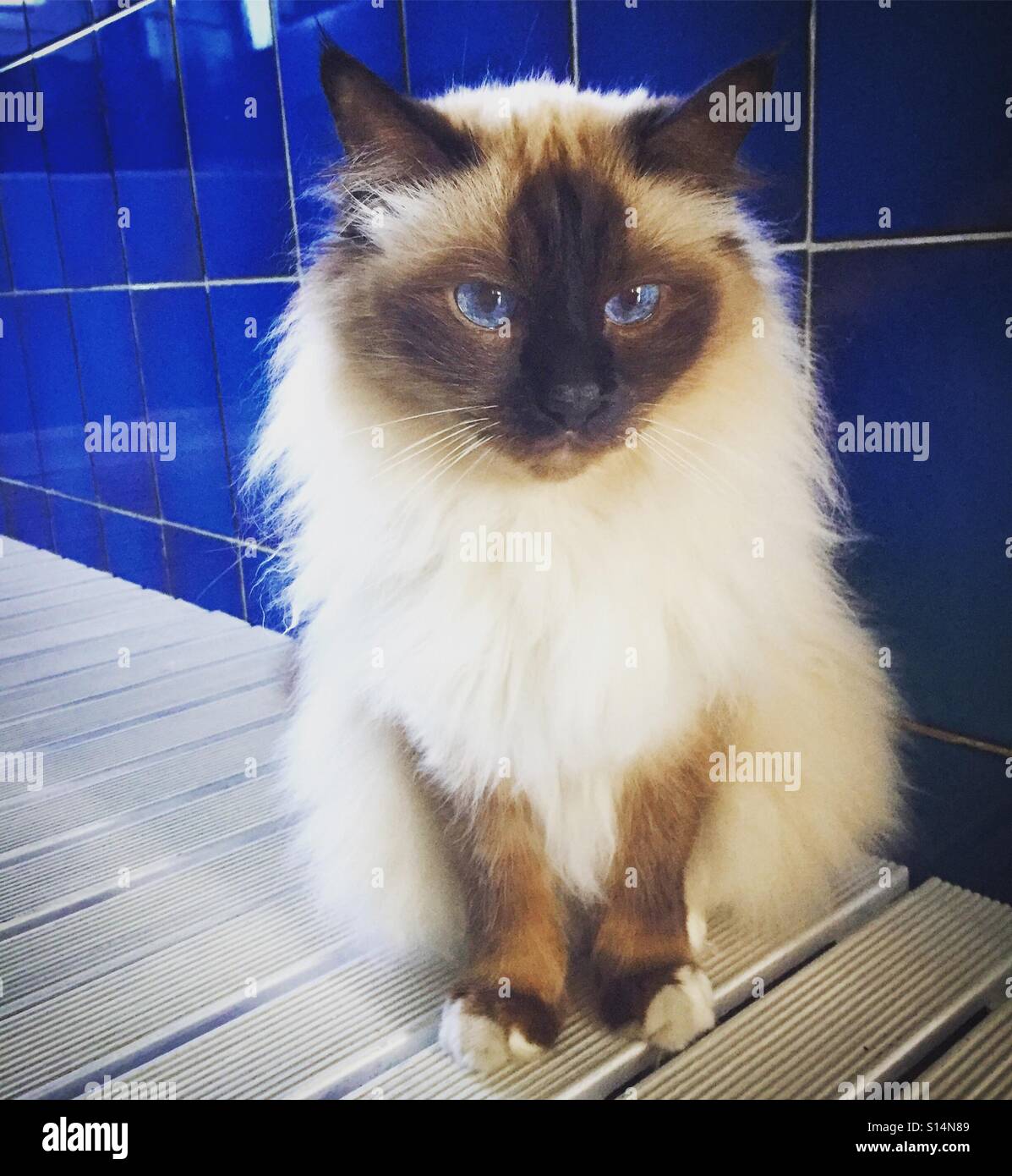Seal point birman hi-res stock photography and images - Alamy