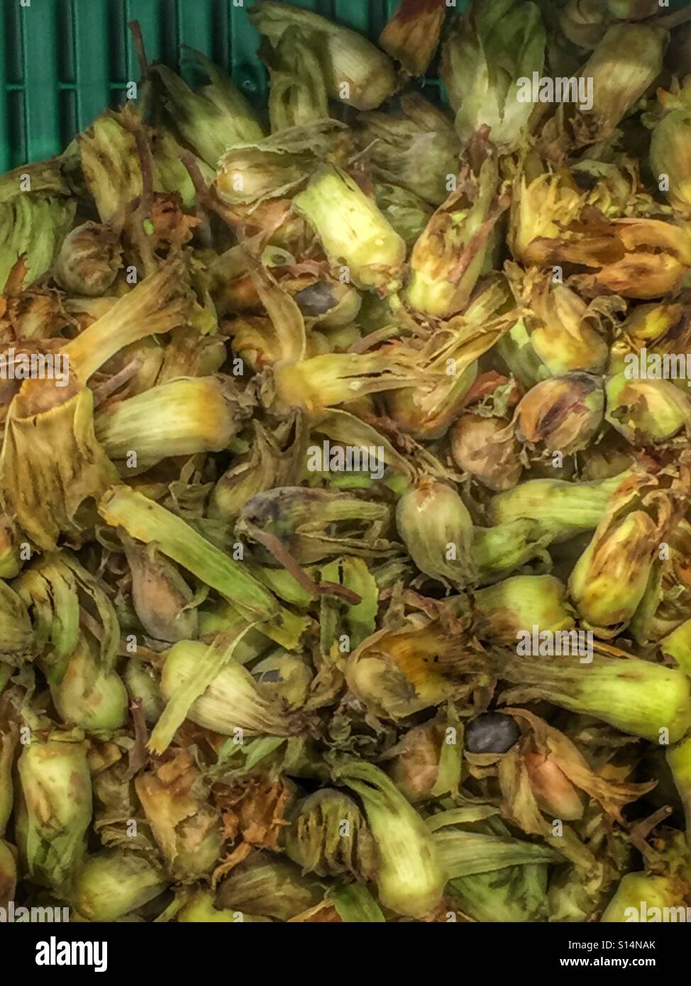 Kentish cobnut hi-res stock photography and images - Alamy