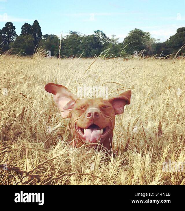 Happy dog in countryside hi-res stock photography and images - Alamy