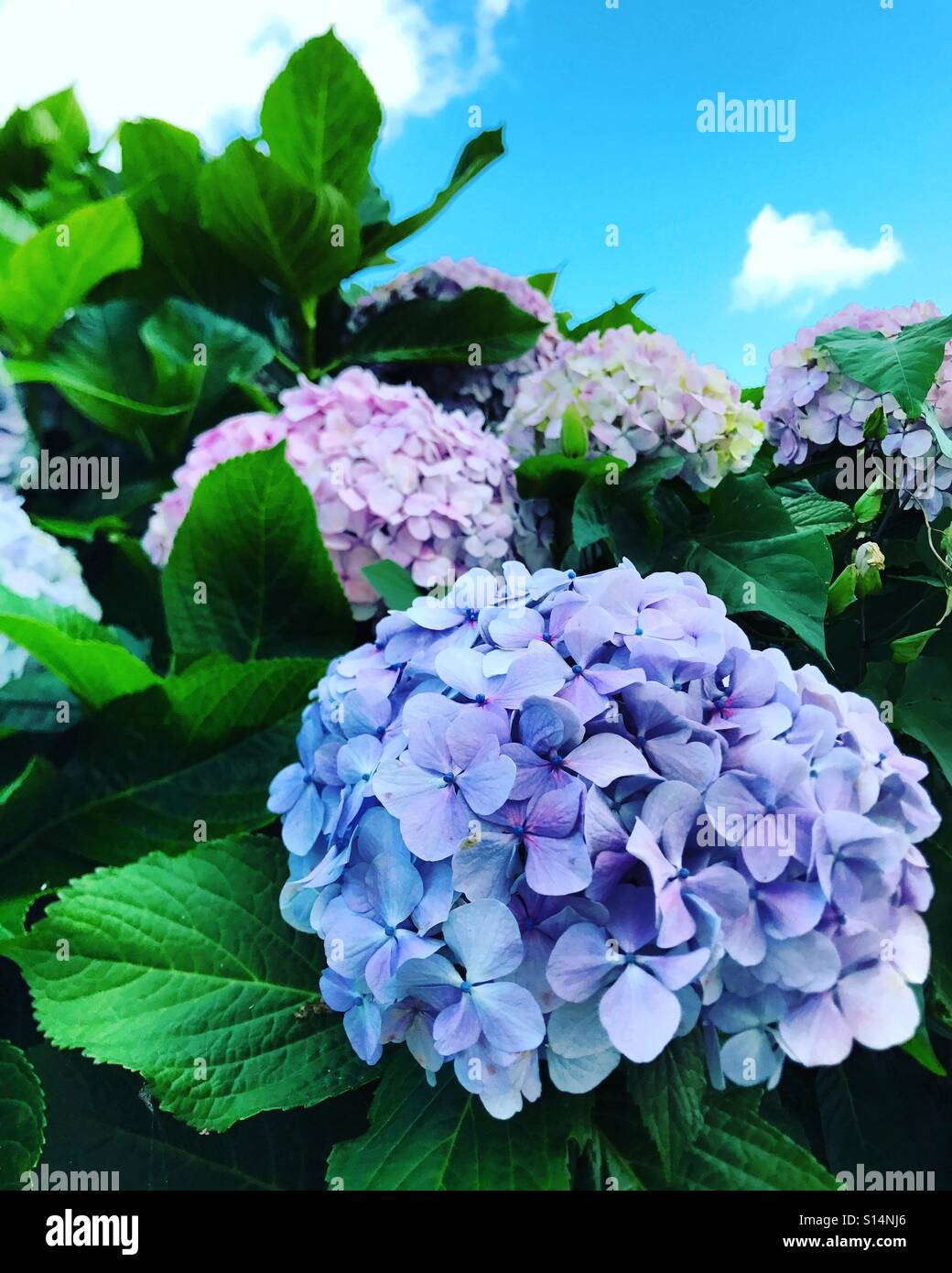 Colour of the rainbow hydrangeas Stock Photo - Alamy