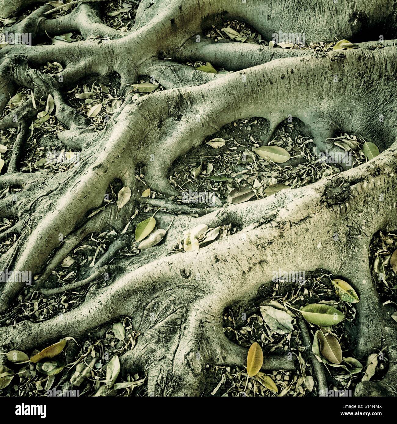 The enchanted fig tree hi-res stock photography and images - Alamy