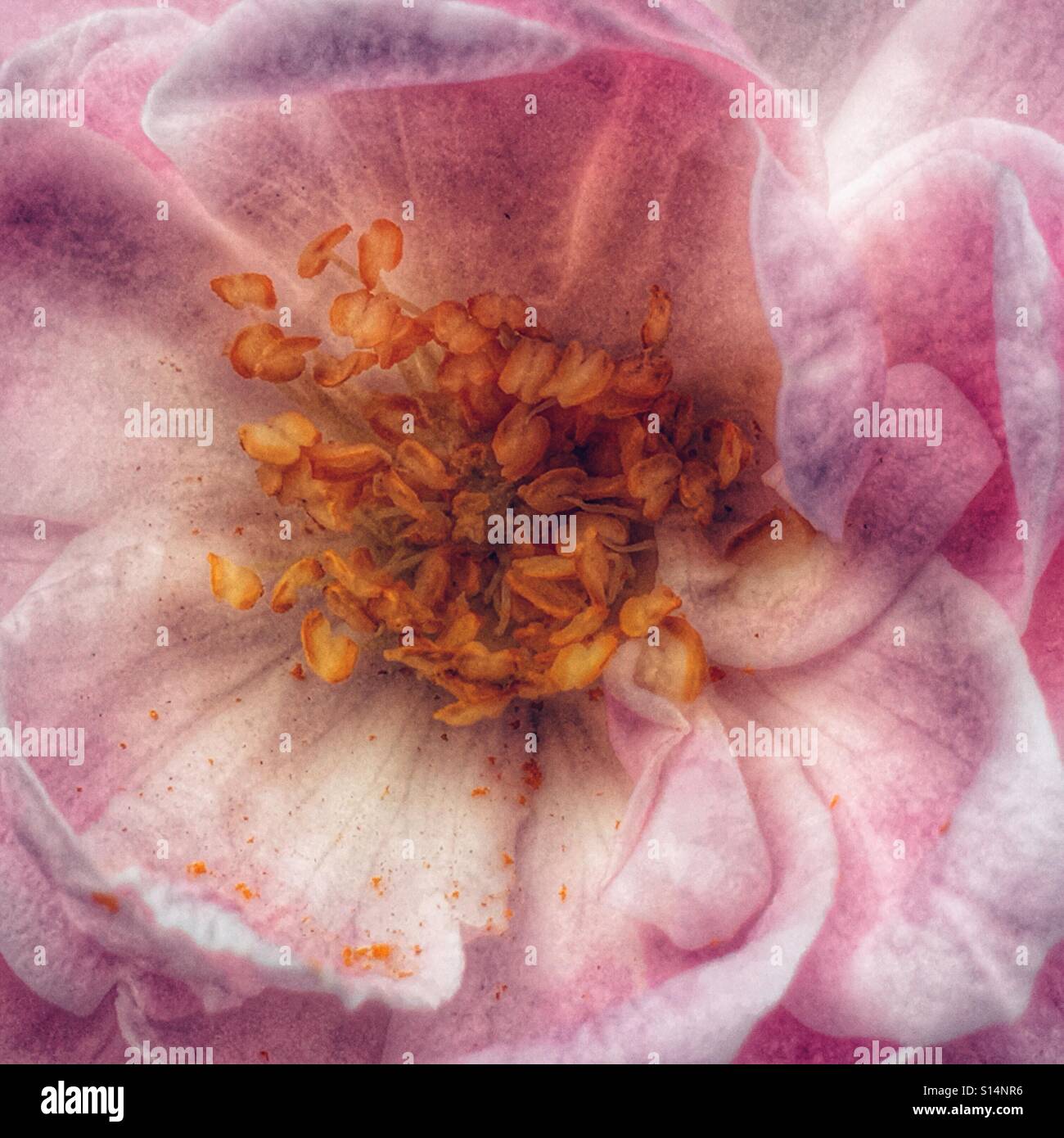 Rose, flower close up Stock Photo - Alamy