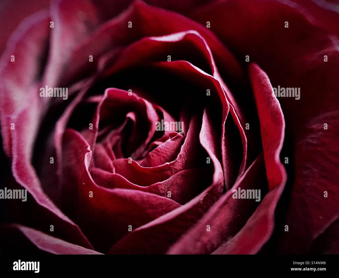 Red rose macro Stock Photo - Alamy