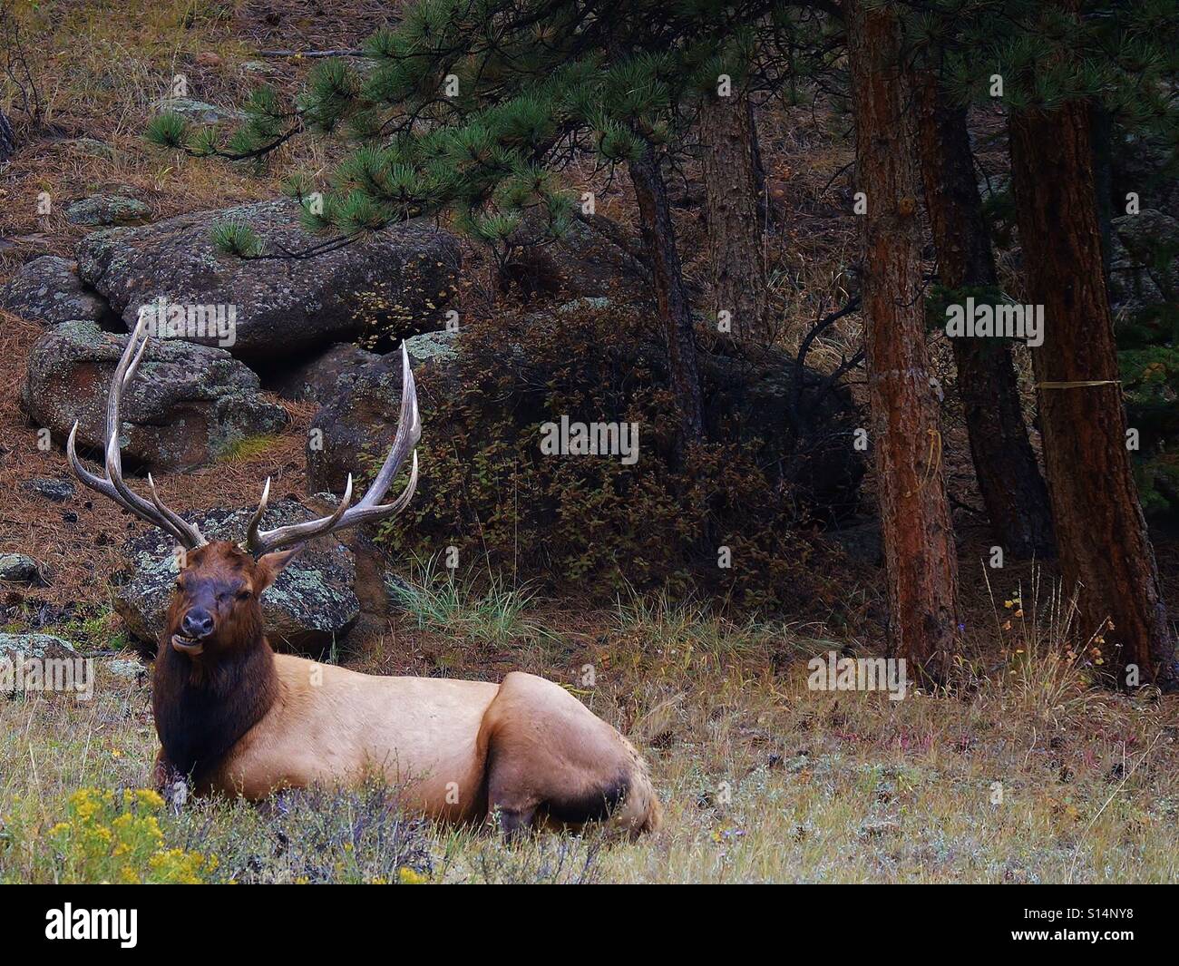 Elk, Estes Park, Colorado Stock Photo - Alamy