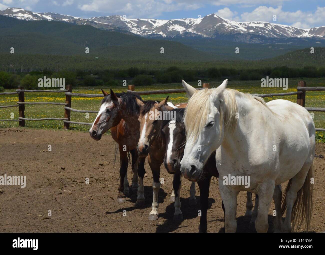 Pretties, All in a Row Stock Photo - Alamy