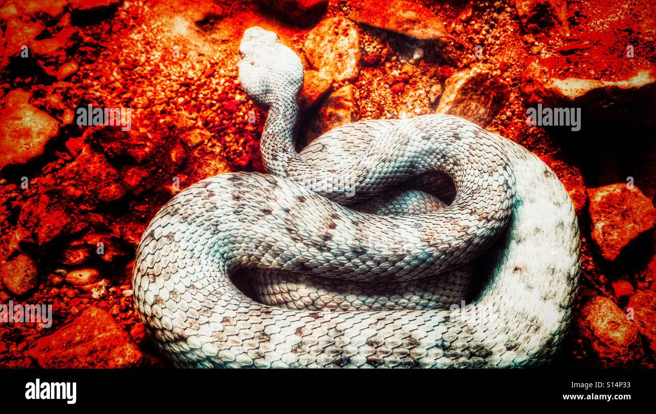 Albino rattlesnake hi-res stock photography and images - Alamy