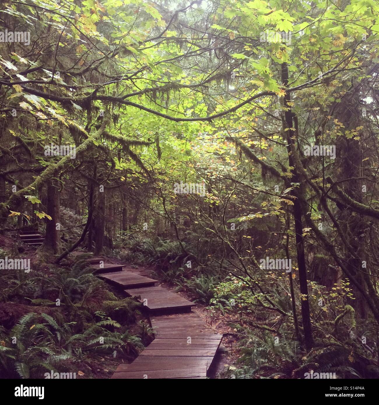 Forest walk hi-res stock photography and images - Alamy