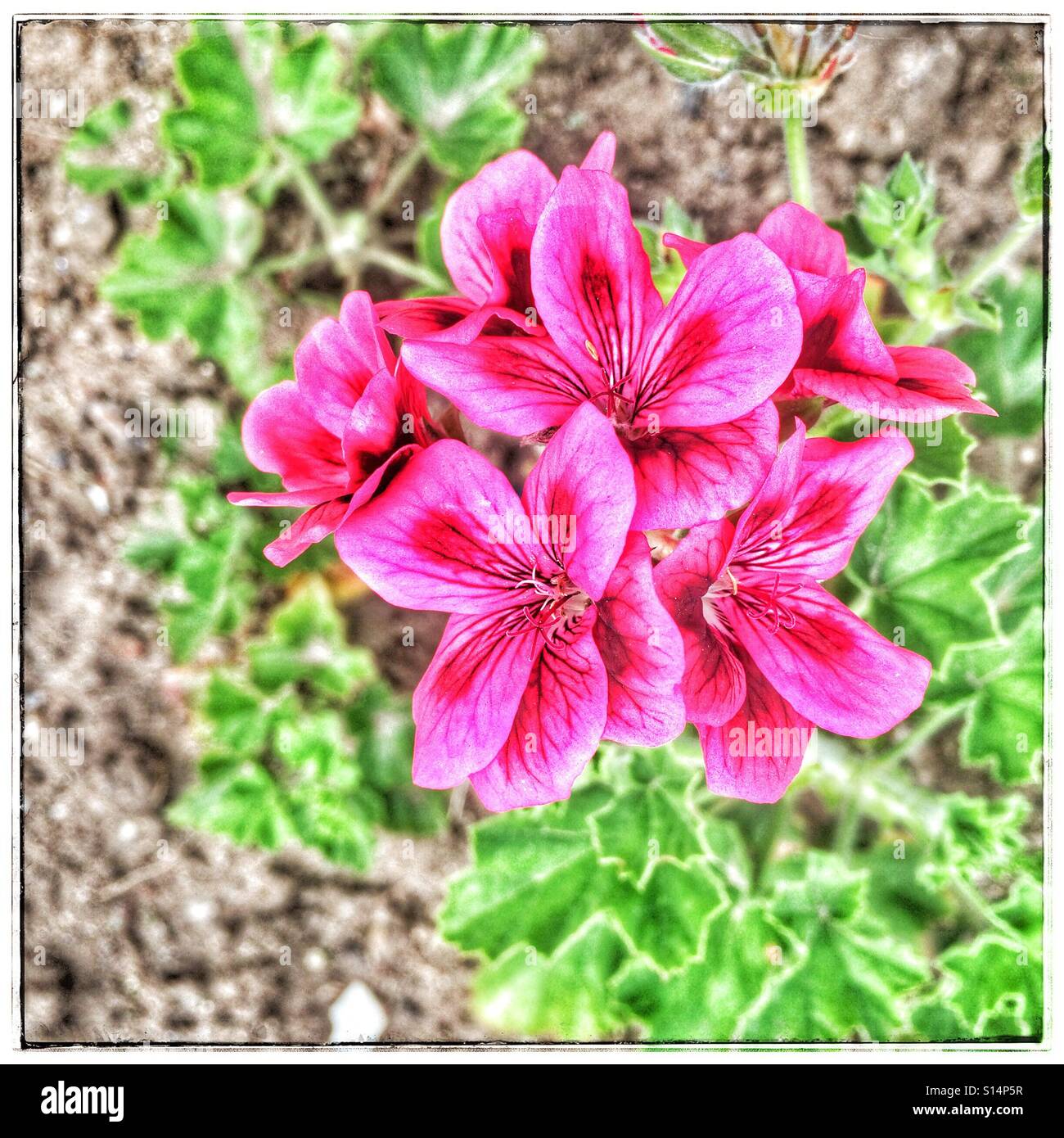 Pink Geranium flower Stock Photo - Alamy