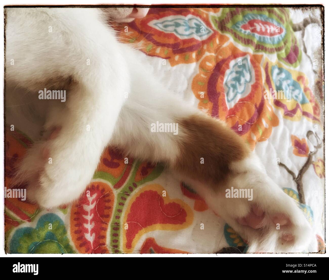 Calico cat paws Stock Photo - Alamy