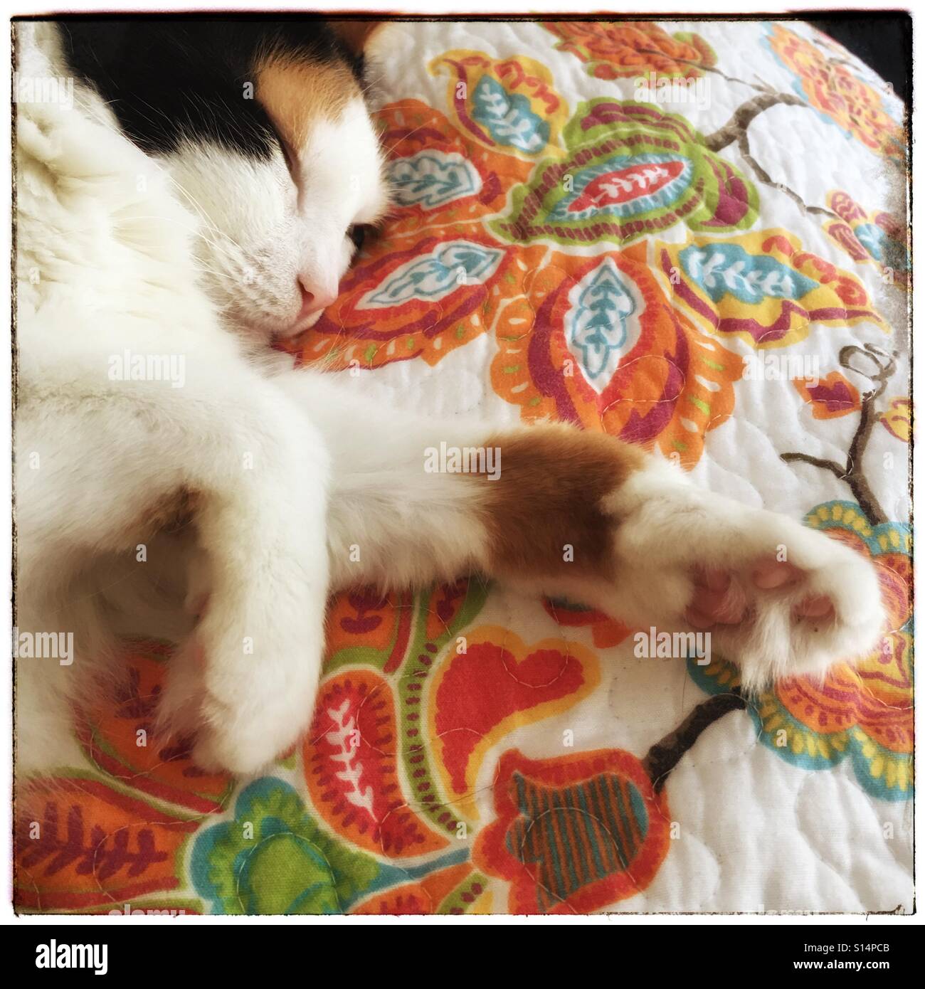 Kitty Napping High Resolution Stock Photography and Images - Alamy