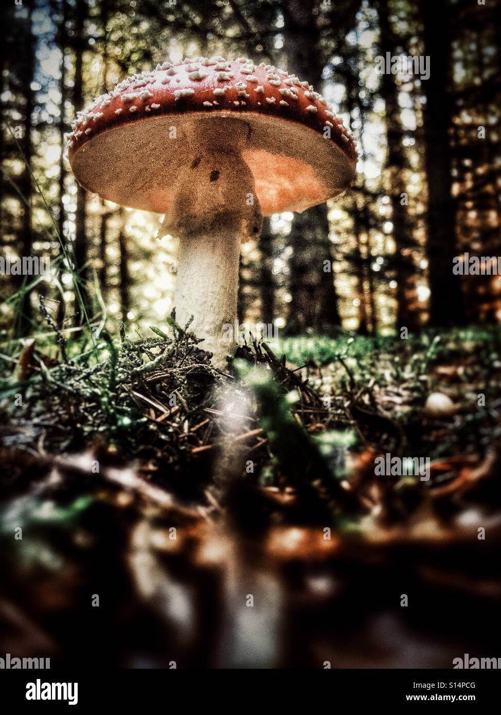 Amanita muscaria, also known as red cap a common toadstool found on the ...