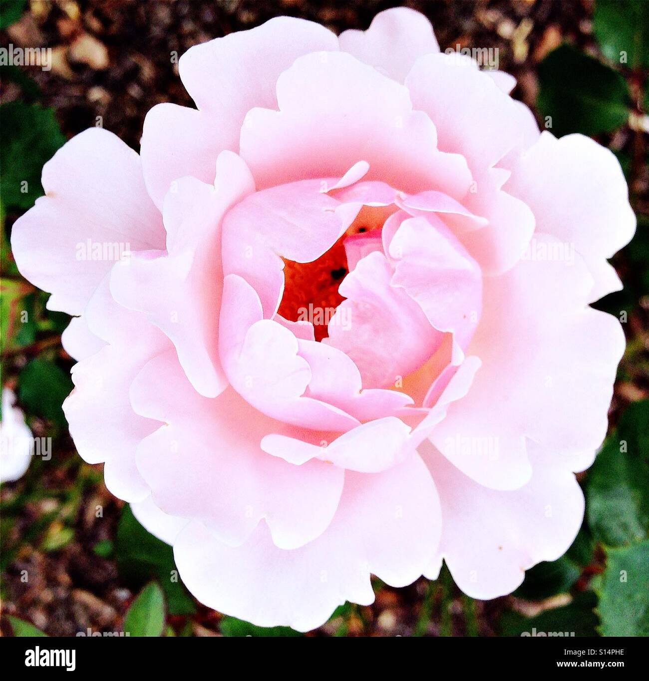 Pale pink rose Stock Photo - Alamy