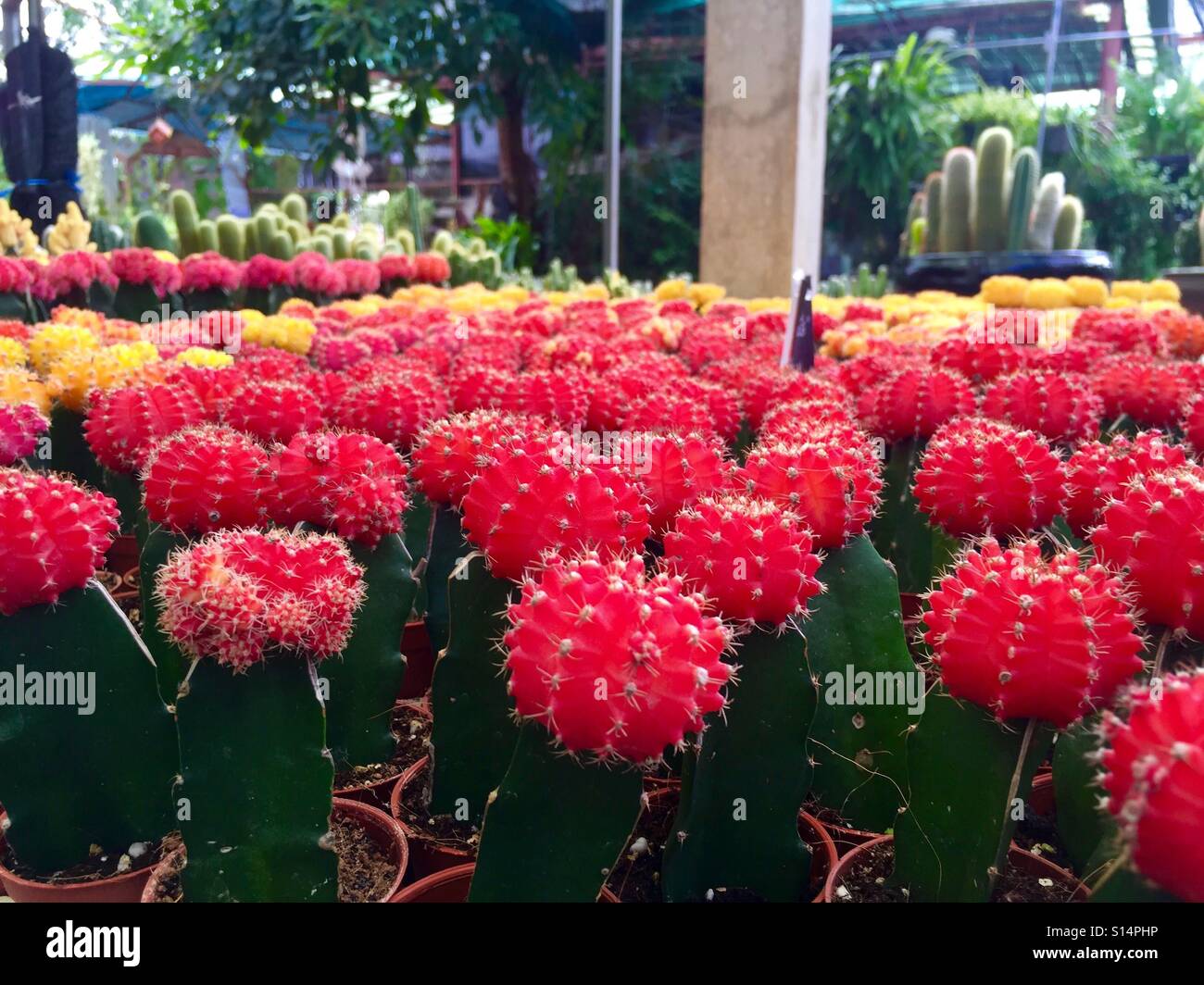 Beautiful various color cactus Stock Photo - Alamy