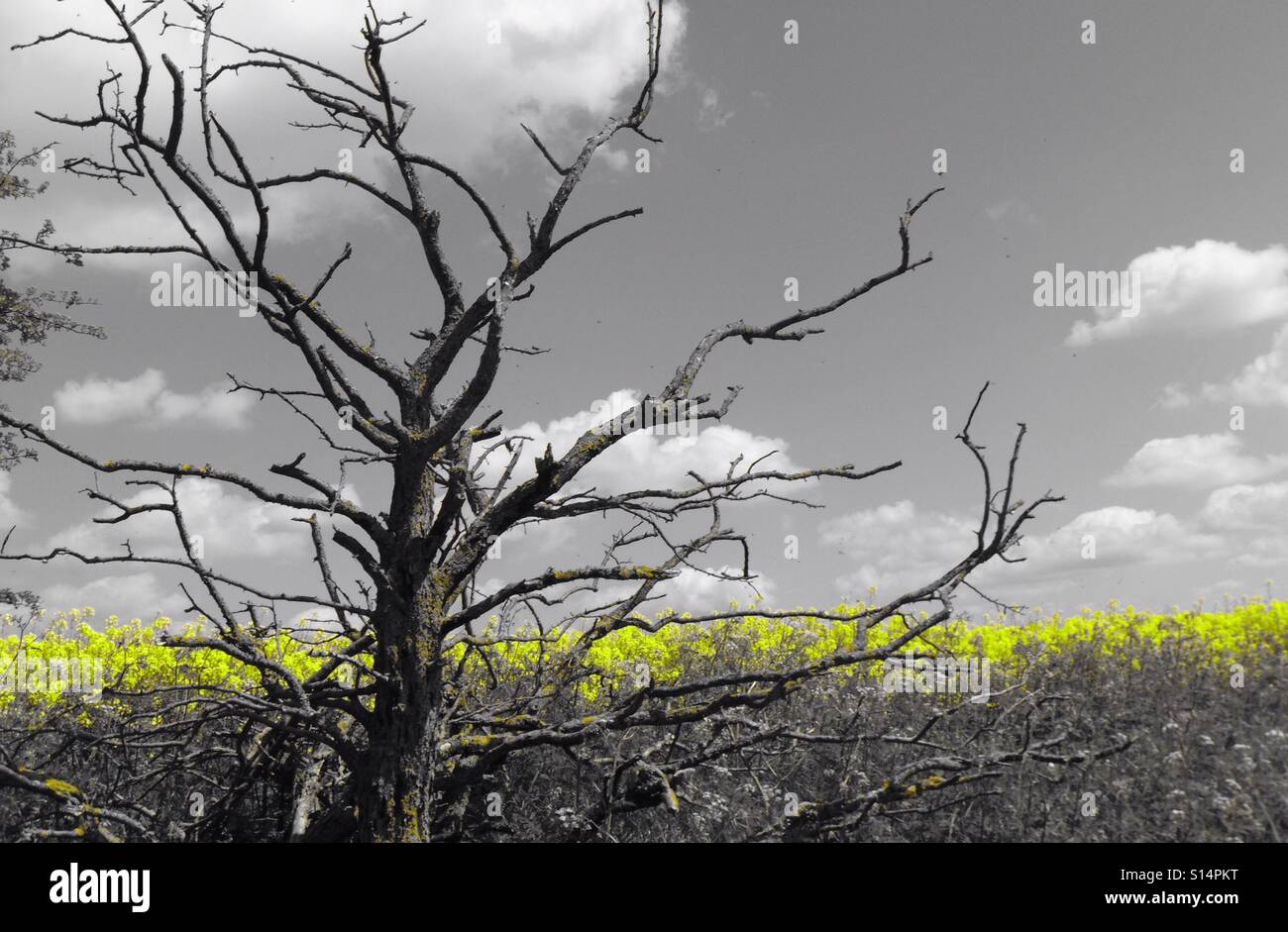 The Tree is Dead Stock Photo - Alamy