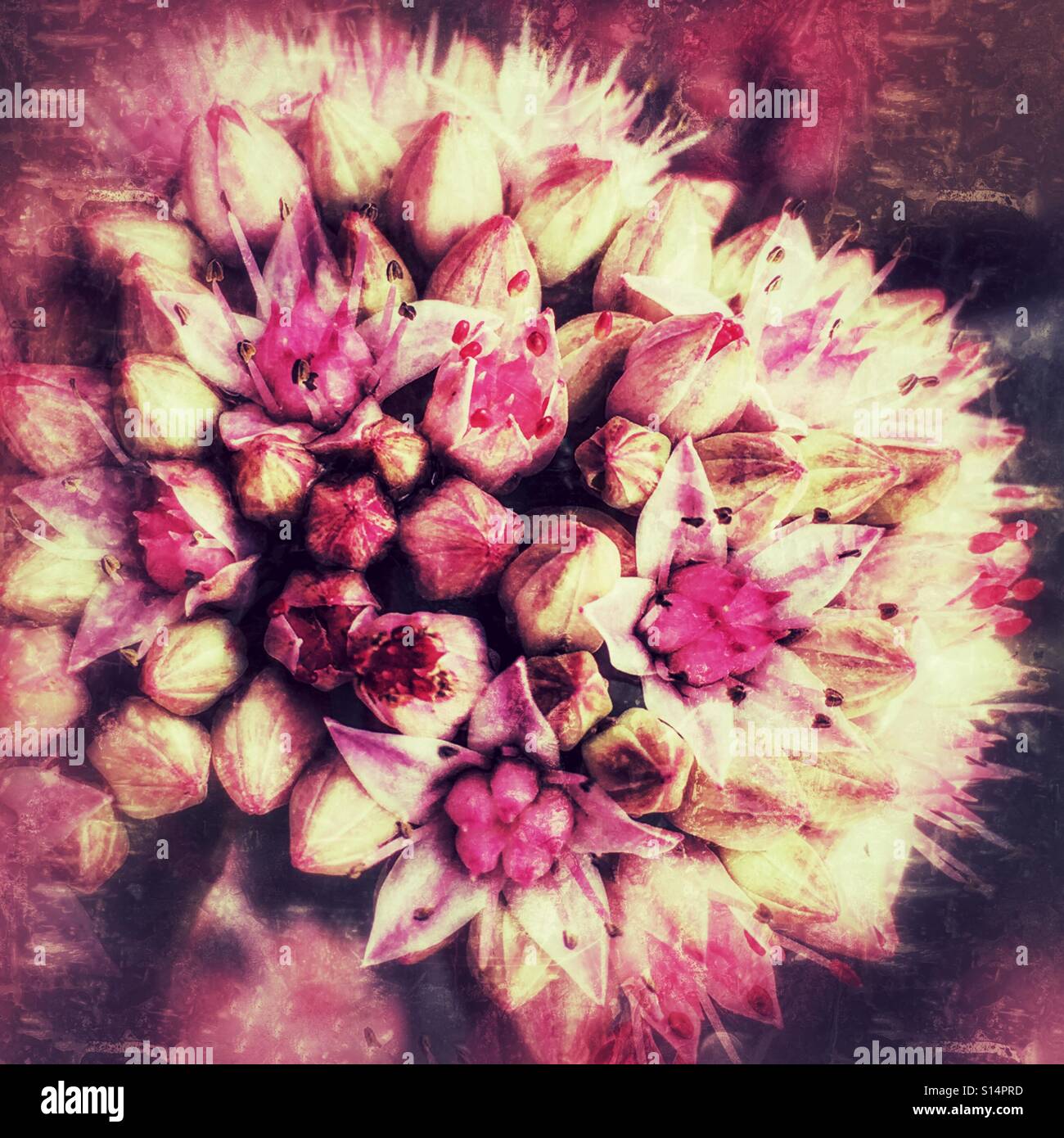 Sedum matrona hi-res stock photography and images - Alamy