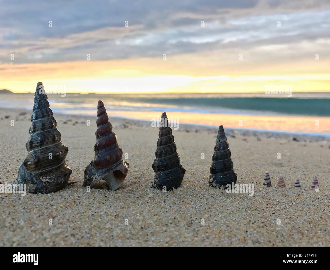 Seashells by the seashore Stock Photo - Alamy