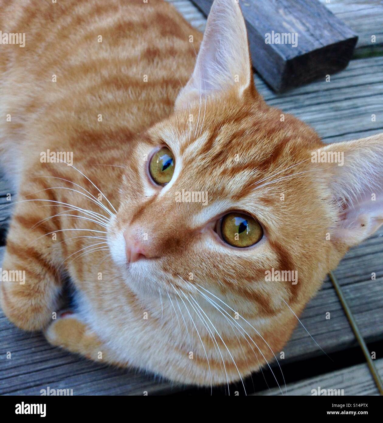 Fluffy Orange Cat Breeds