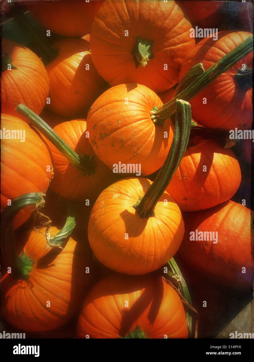 Halloween pumpkins stems hi-res stock photography and images - Alamy