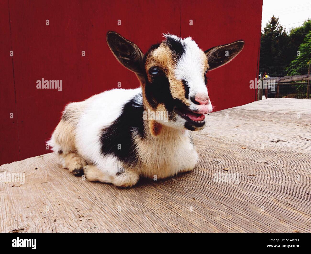 Goat and baby goat hi-res stock photography and images - Alamy