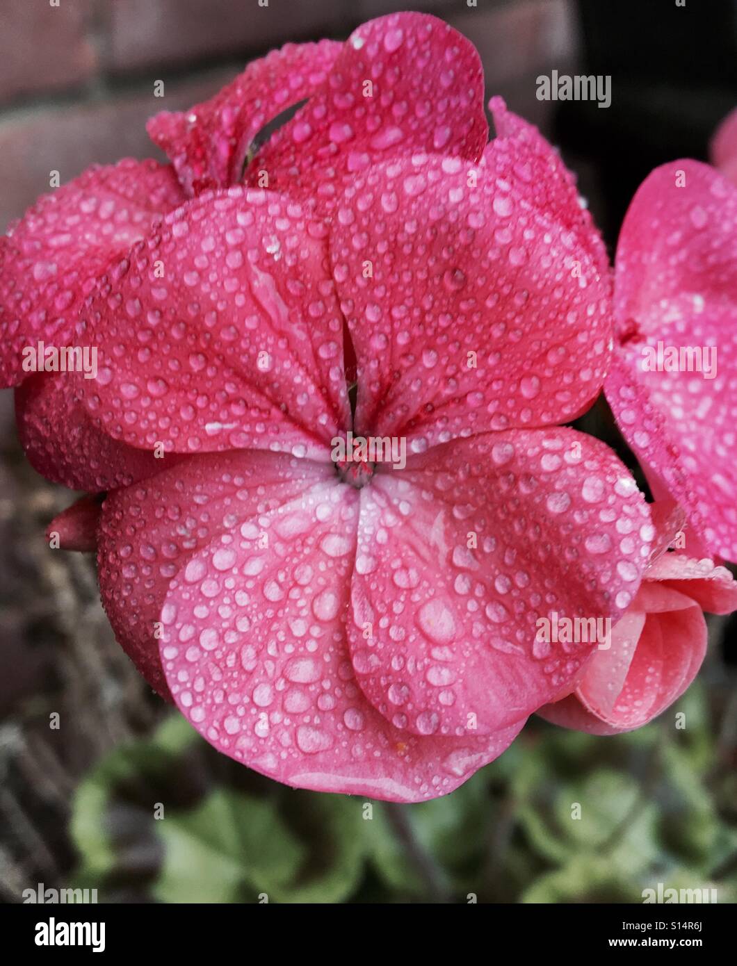 Patterns in water drops hi-res stock photography and images - Alamy
