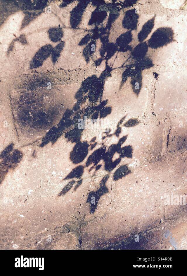Shadow of leaves Stock Photo - Alamy