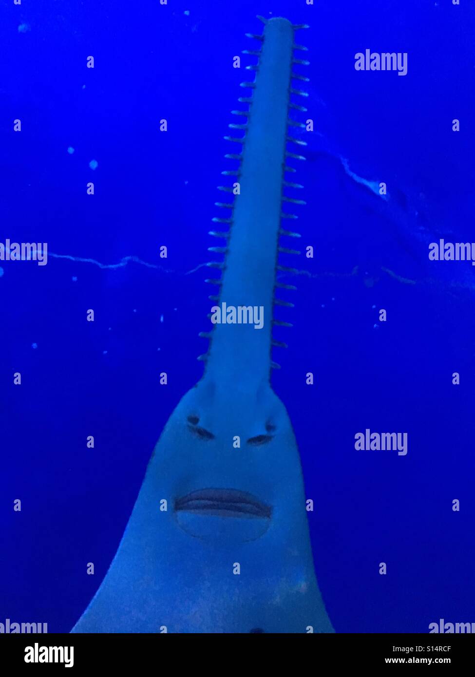 Nose of sawfish hi-res stock photography and images - Alamy