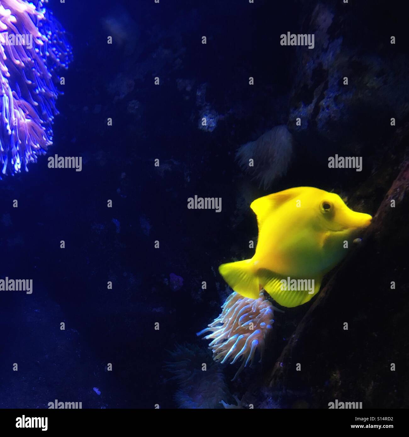 Cheeky fish hi-res stock photography and images - Alamy