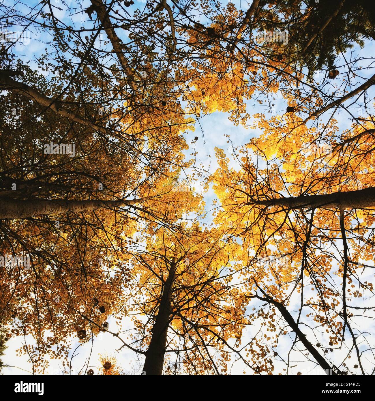 Aspen trees colours hi-res stock photography and images - Alamy
