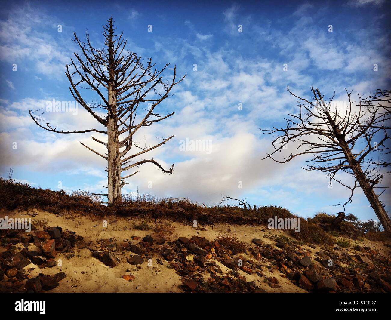 Weathered trees hi-res stock photography and images - Alamy